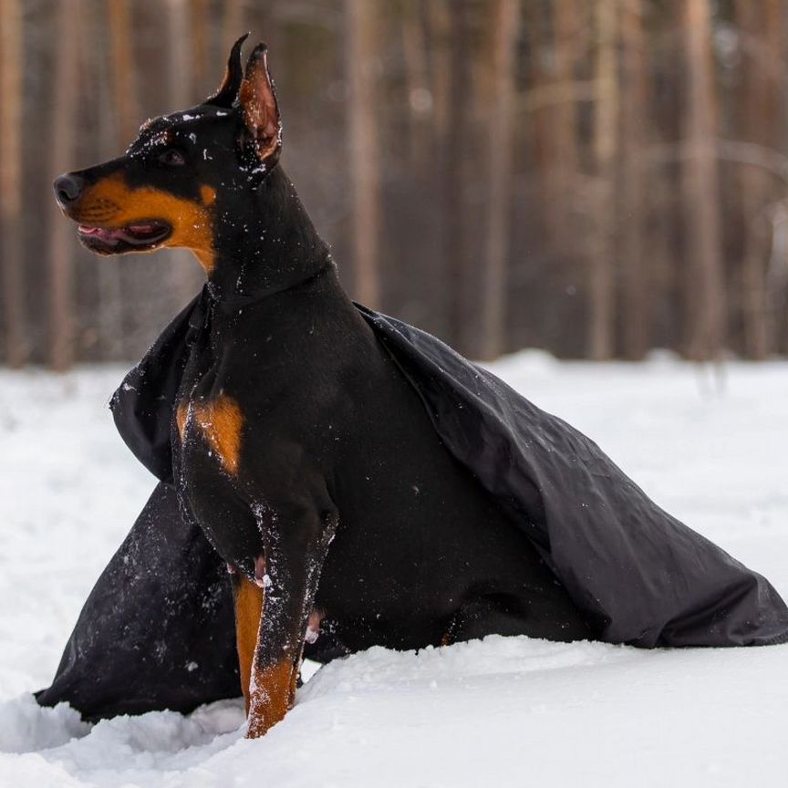 Щенки добермана, родословная