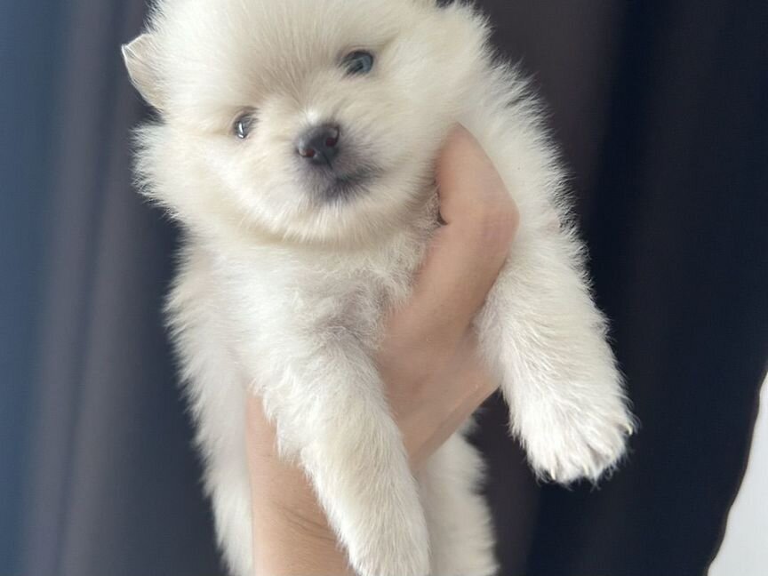 Померанский шпиц мини