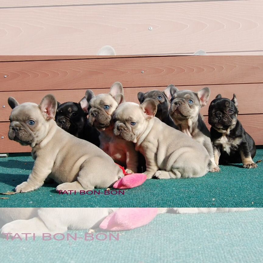 Шикарные французики