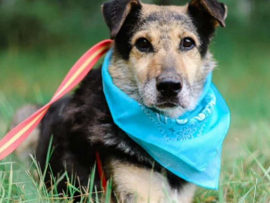 Собака невидимка