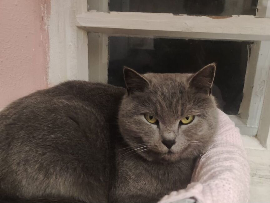 Британская кошка Марта