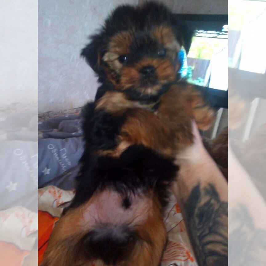 Йоркширский терьер, щенок