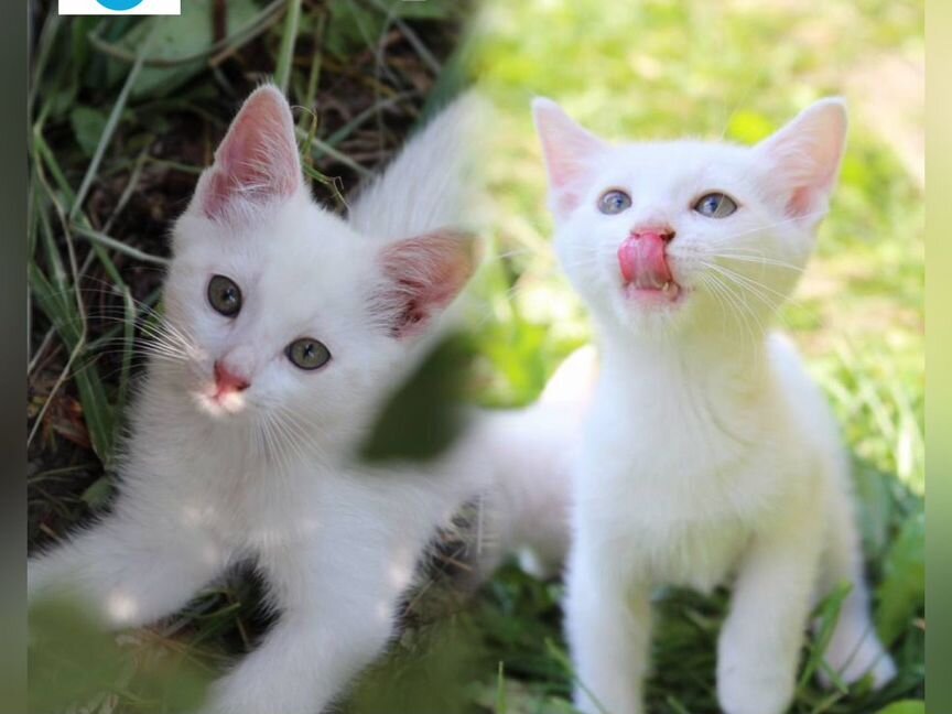 Котят продали вместе с домом