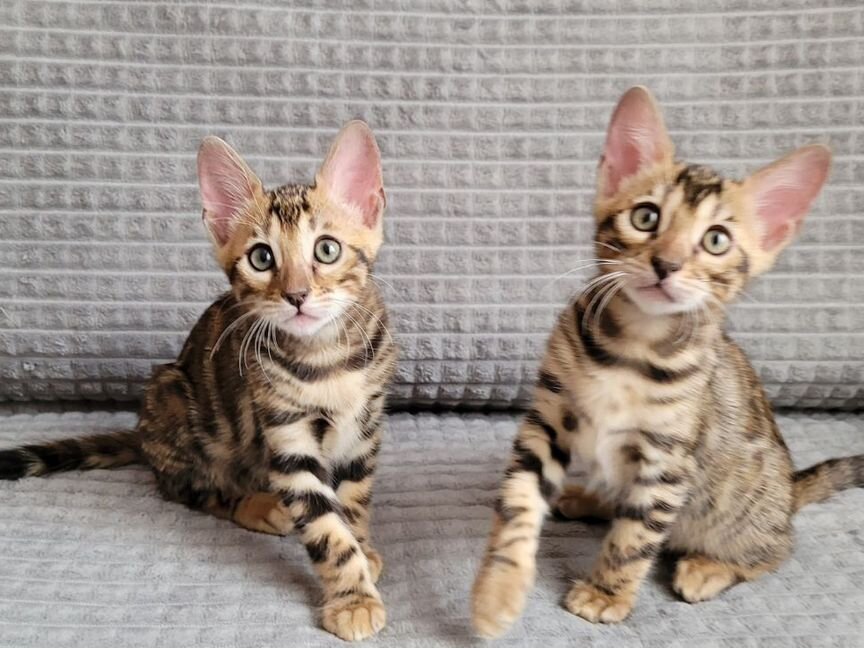 Бенгальские котята