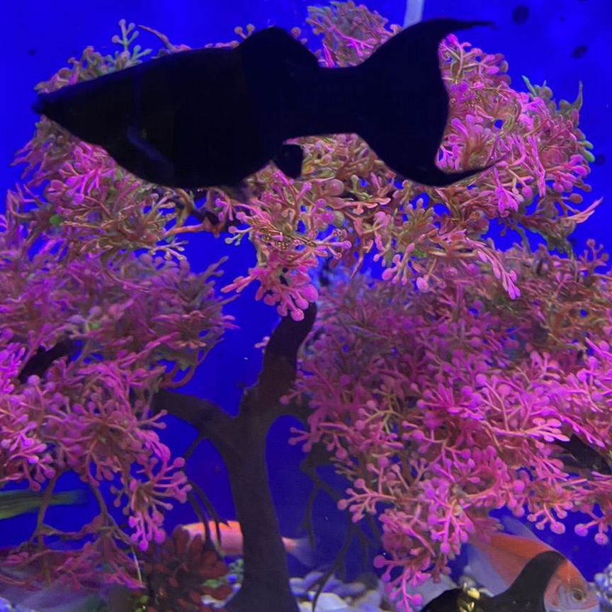 Моллинезия самцы черные