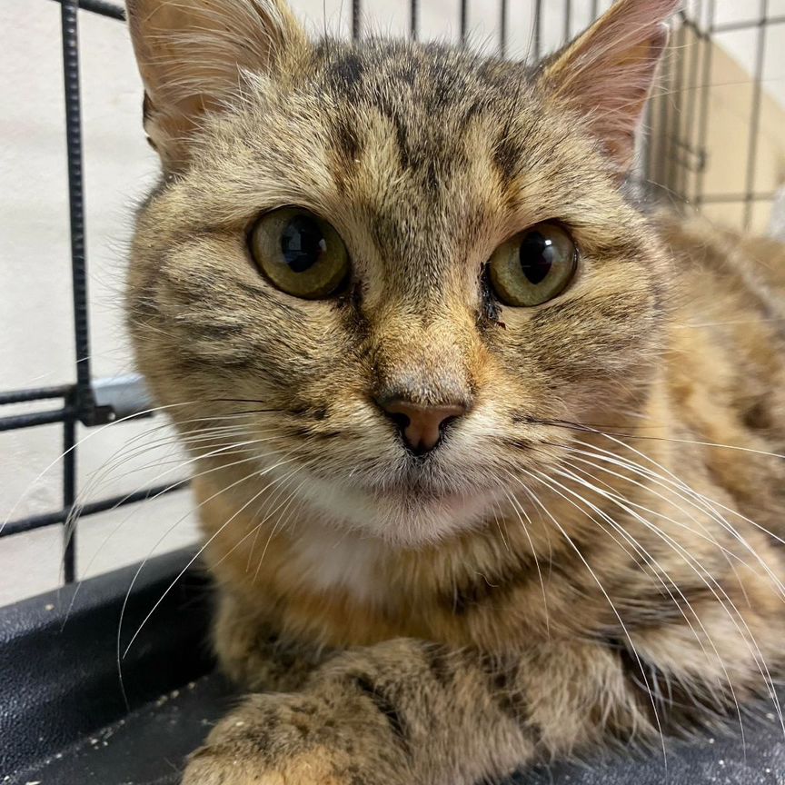 Кошка куколка