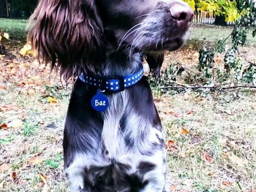 Адресники для собак