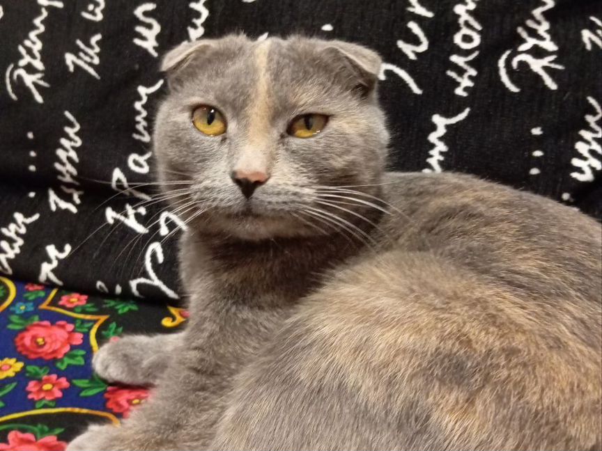 Шотландская вислоухая