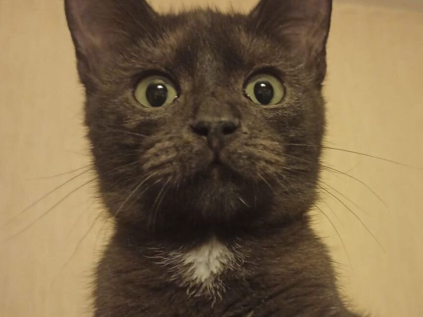 Котики ищут дом