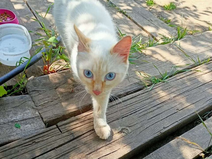 Кошки в добрые руки бесплатно