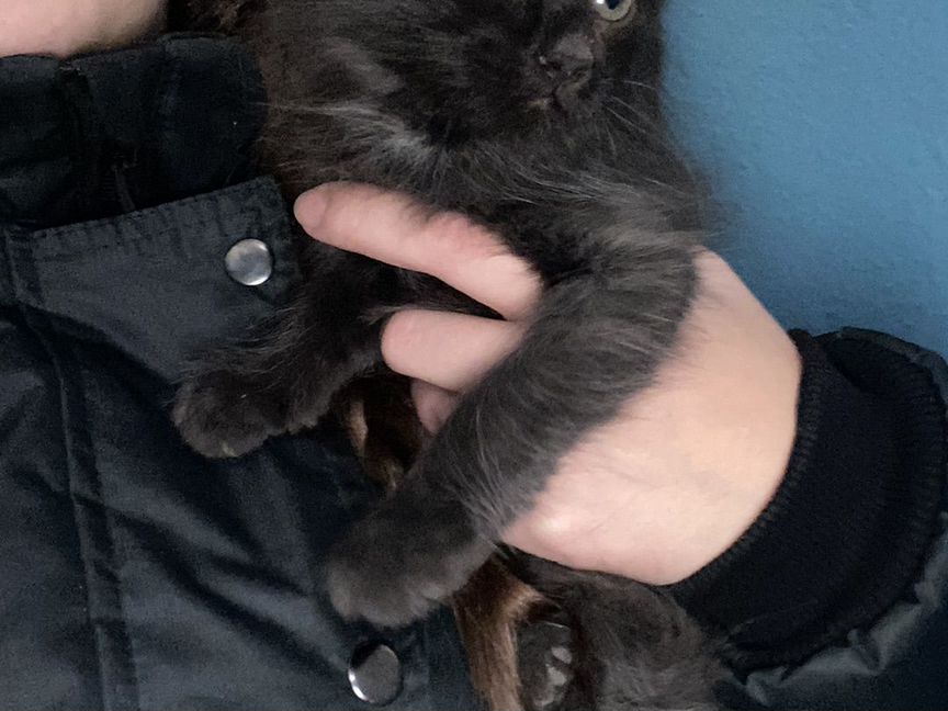Котёнок