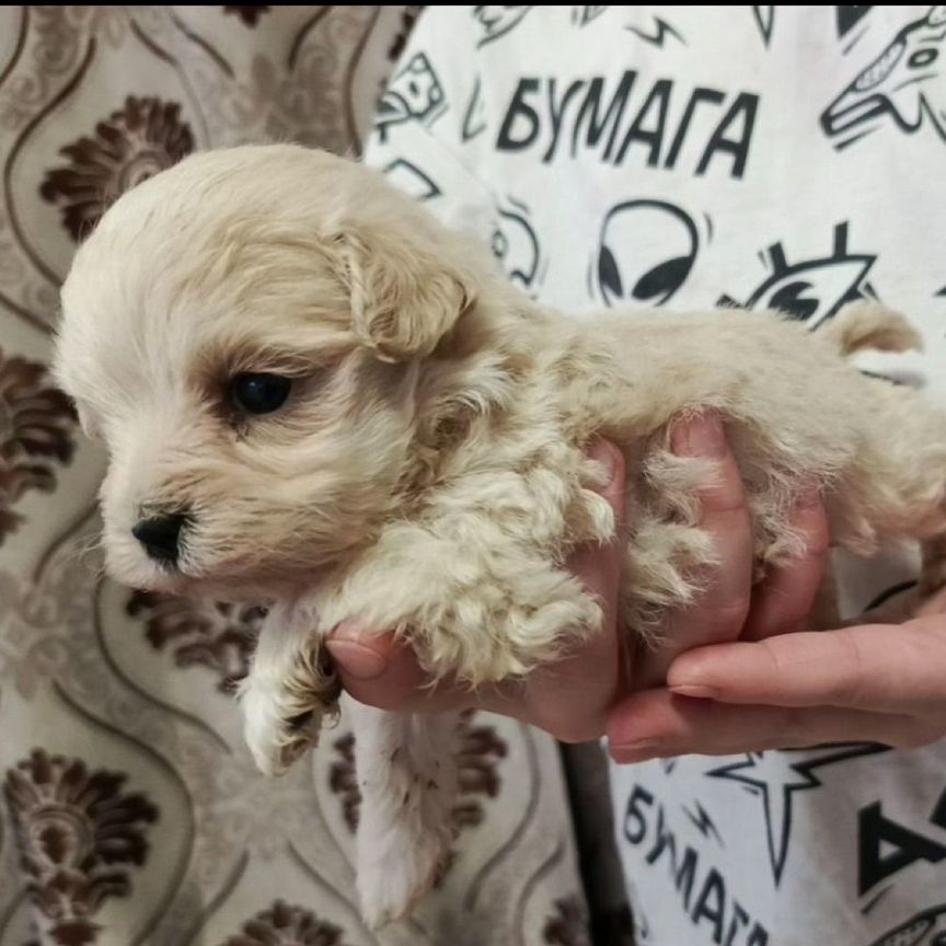 Мальтипу, щенок