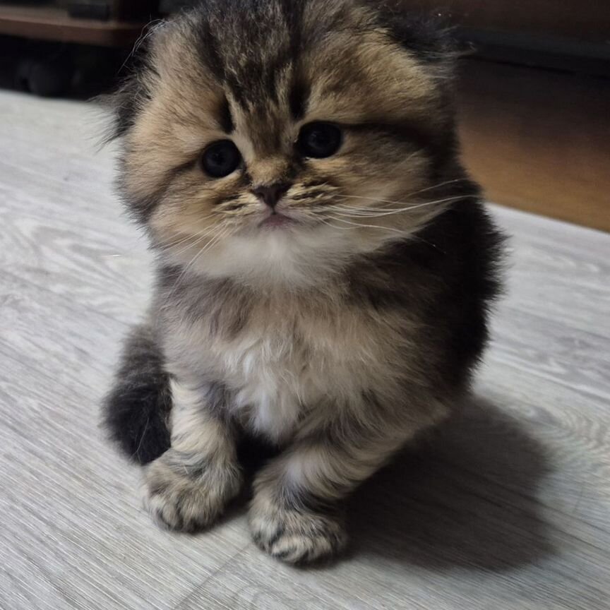Шотландский вислоухий длинношёрстный котёнок