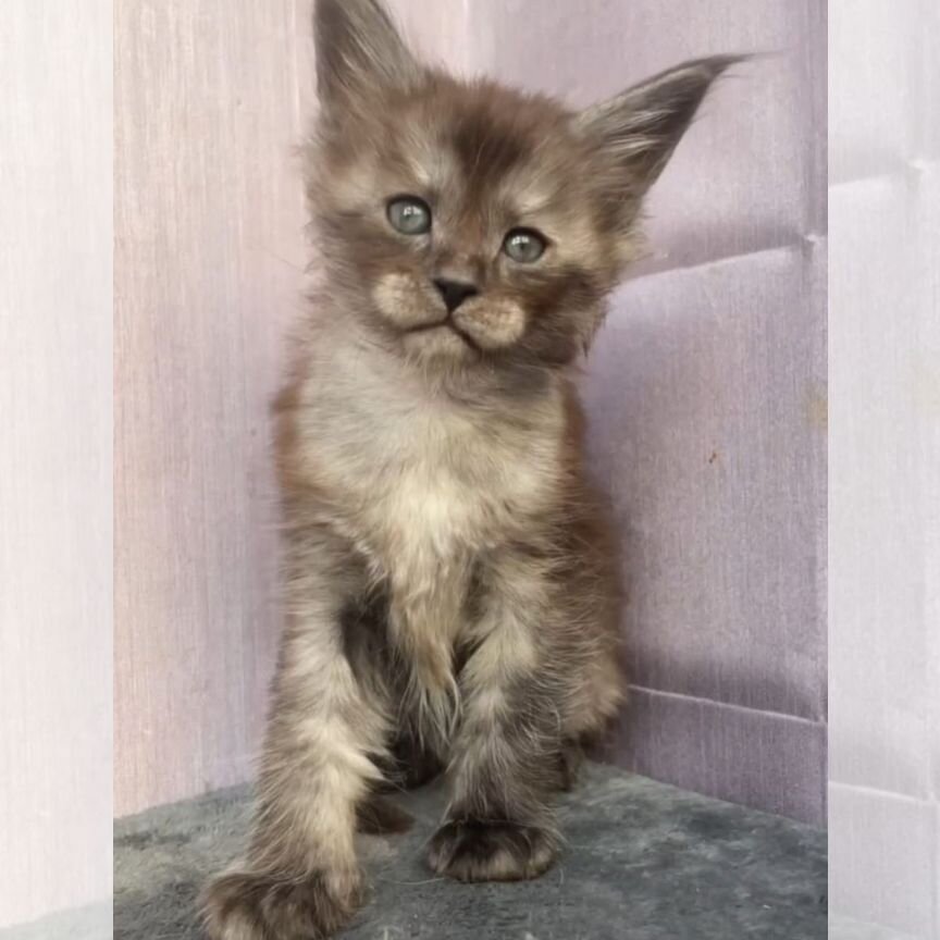 Мейн-кун котёнок