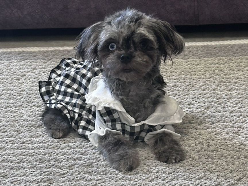 Мраморная мини девочка мальтипу