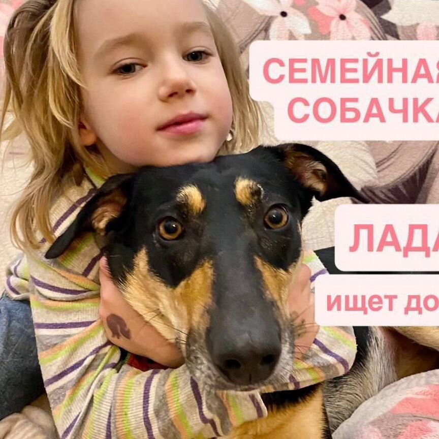 Взрослая собака в добрые руки