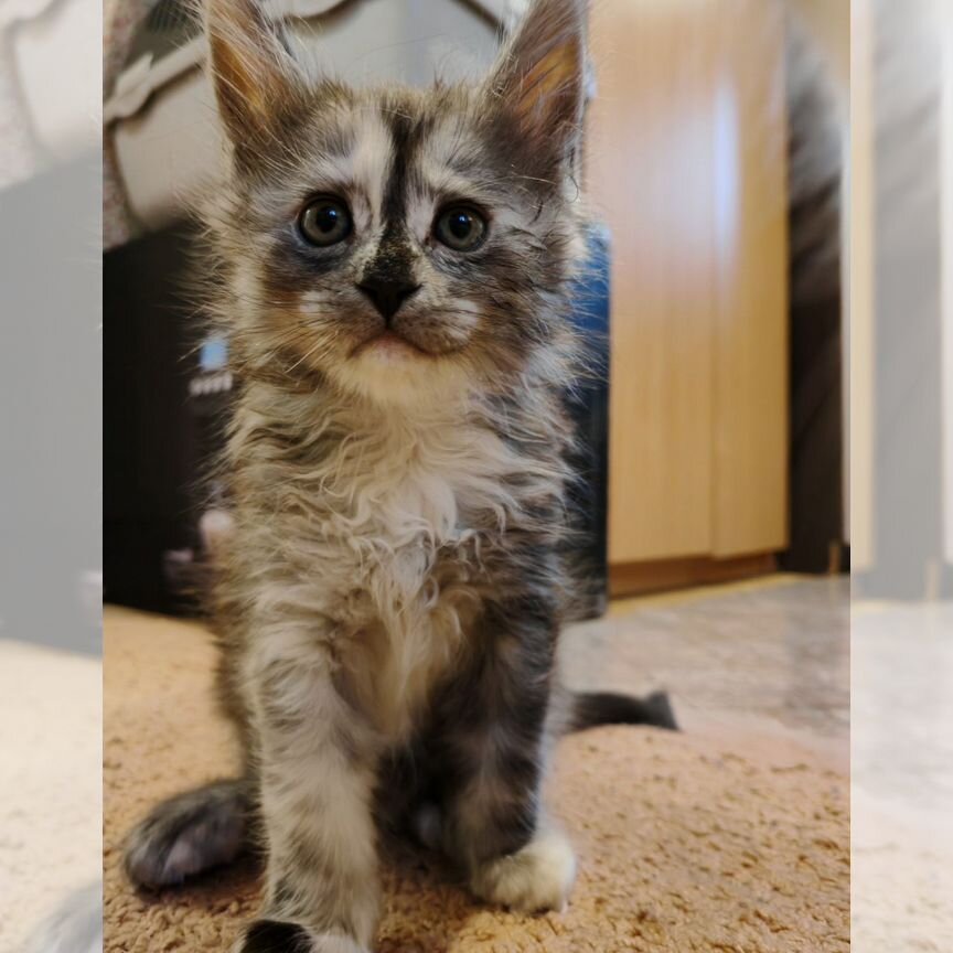 Мейн-кун котёнок