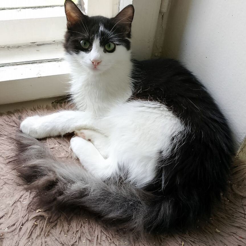 Сибирский котёнок