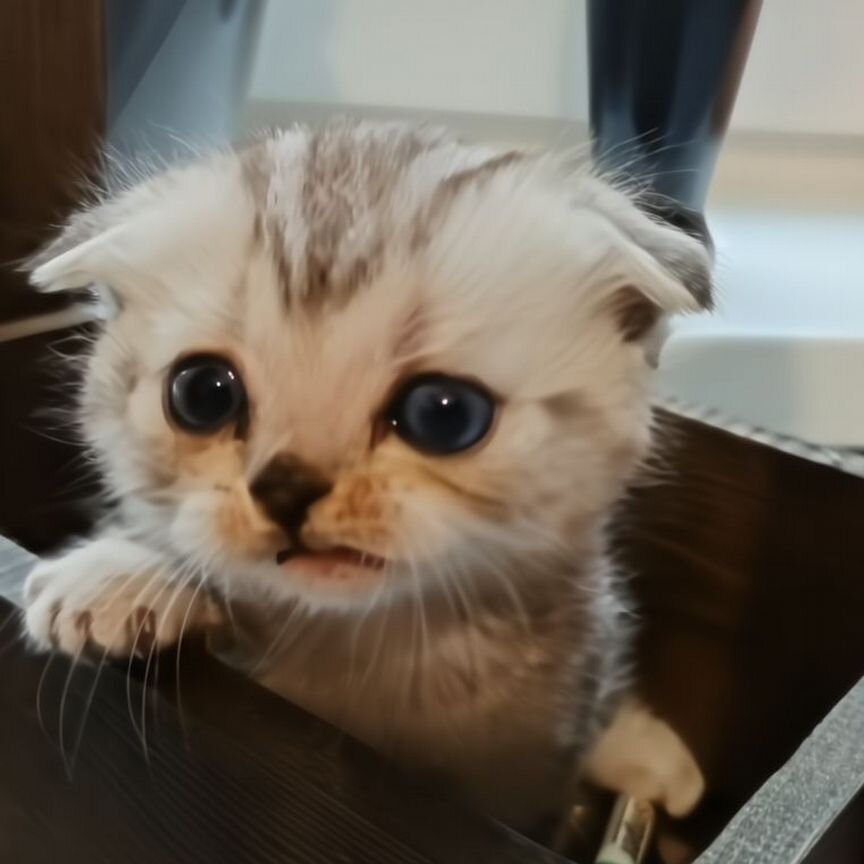 Шотландский вислоухий короткошёрстный котёнок