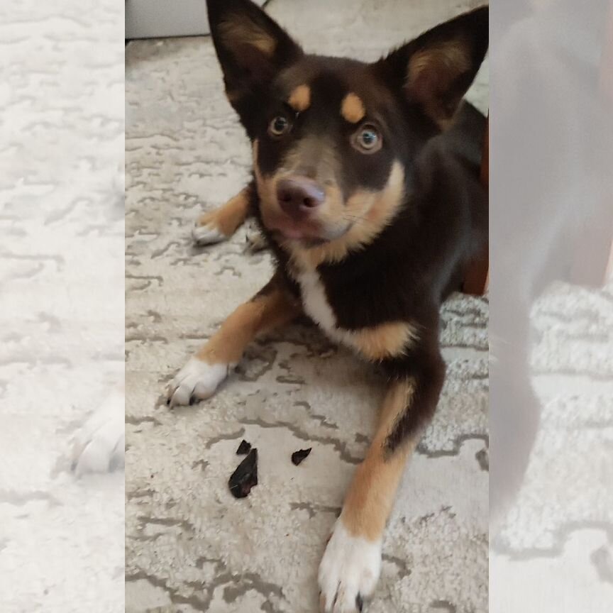 Взрослая собака в добрые руки