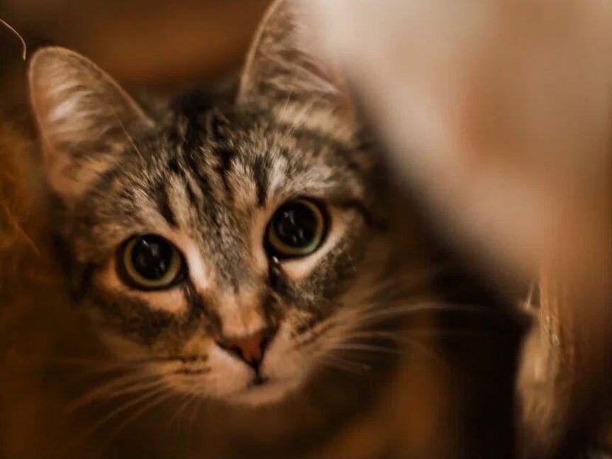 Шикарная Молли из приюта ждет семью