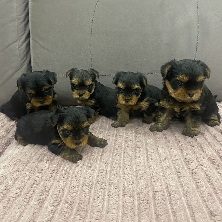 Йоркширский терьер, щенок