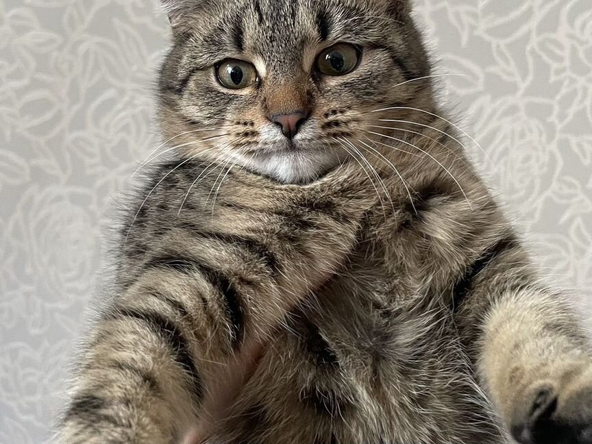 Котенок в добрые руки