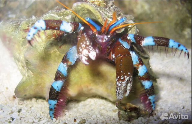 Рак-отшельник синеногий