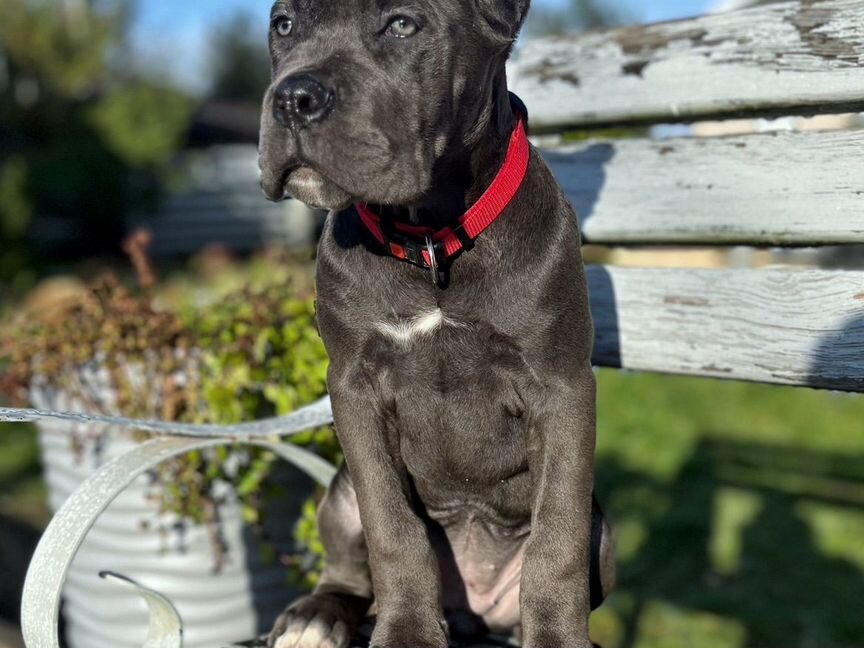 Кане Корсо серая девочка