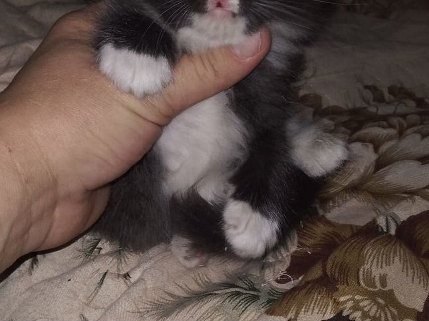 Отдам котят от мейнкуна