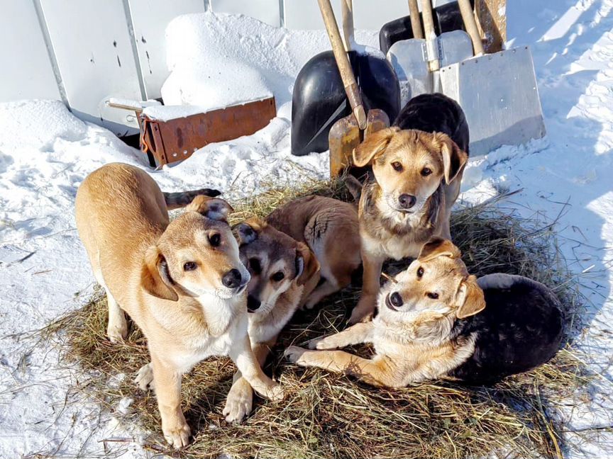 Щенки живут на улице, ищем каждому дом