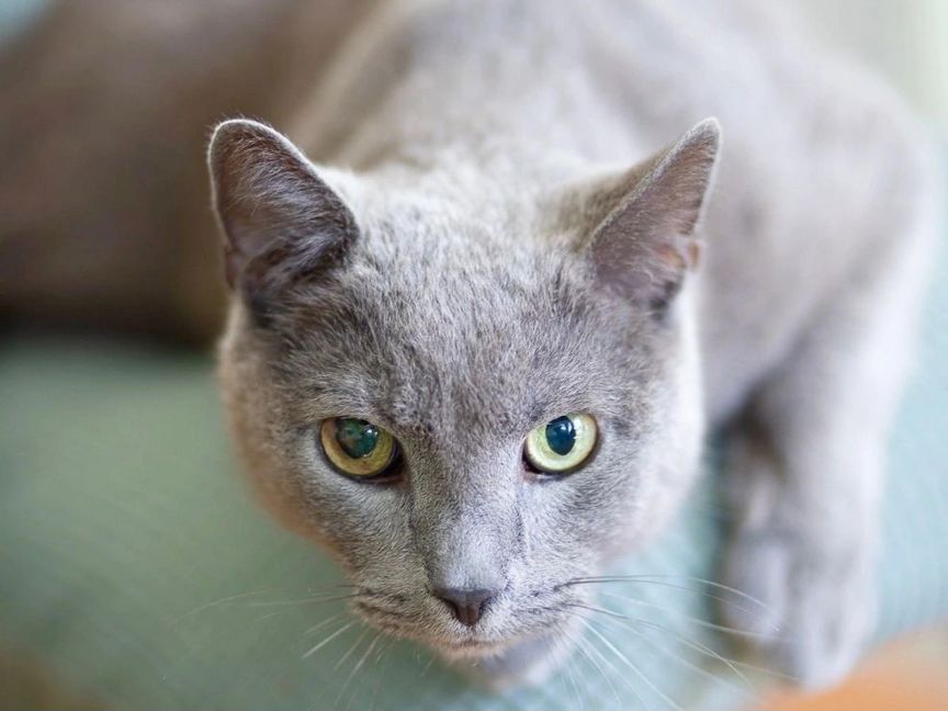 Котики бесплатно в добрые руки
