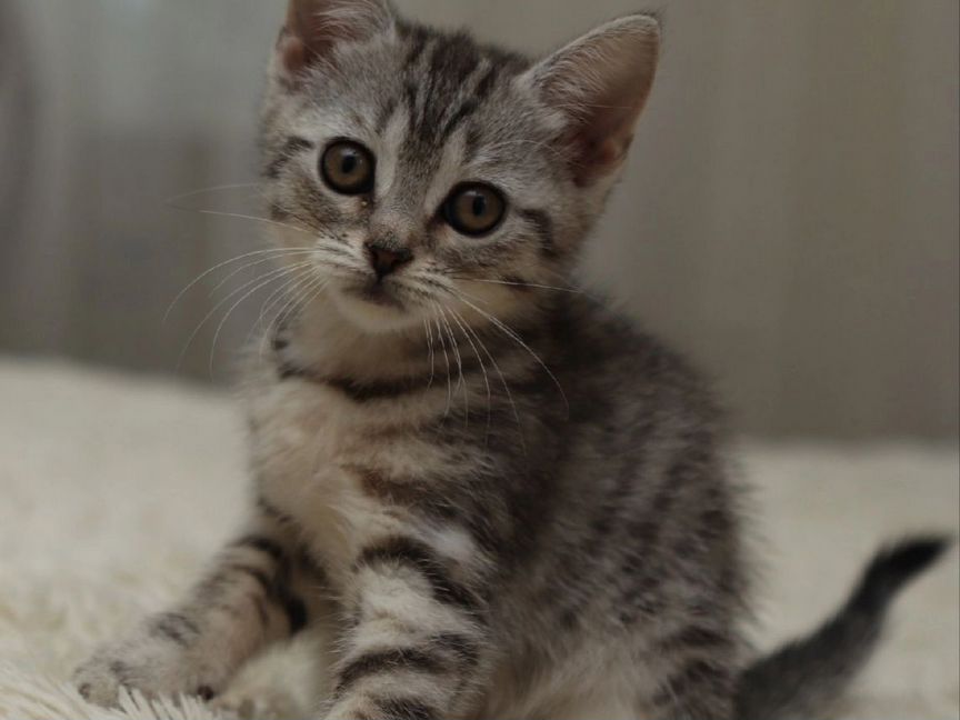 Ласковый серебристый котенок в дар