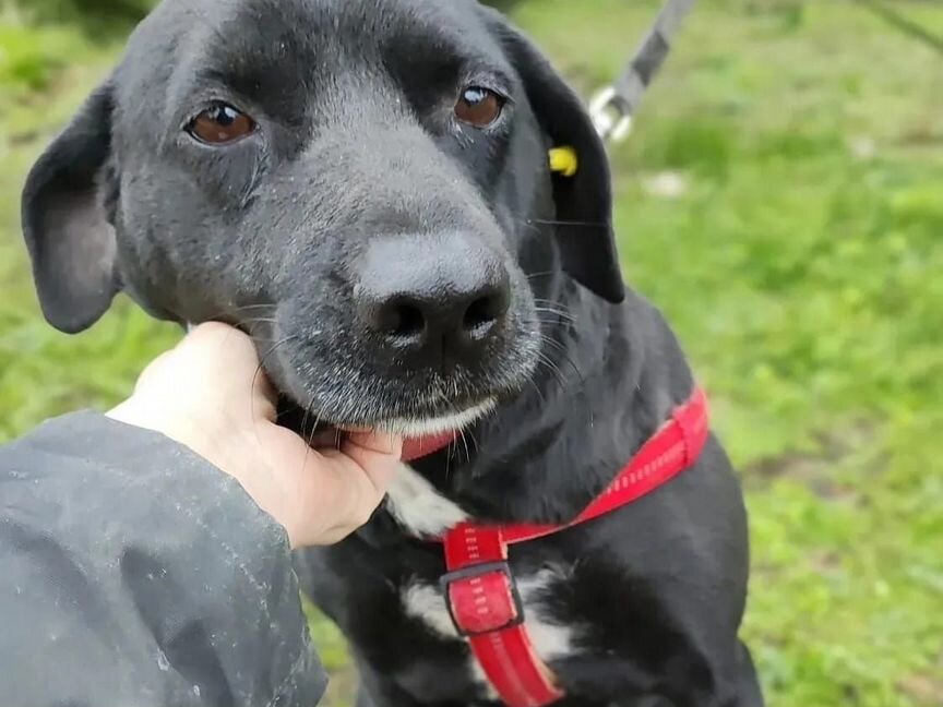 Черная небольшая собачка в добрые руки