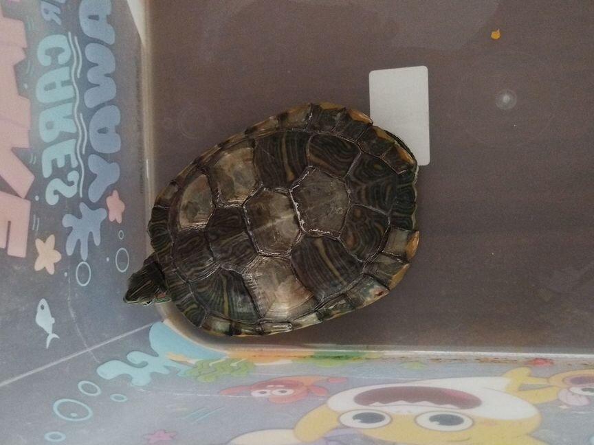 Продам черепашку