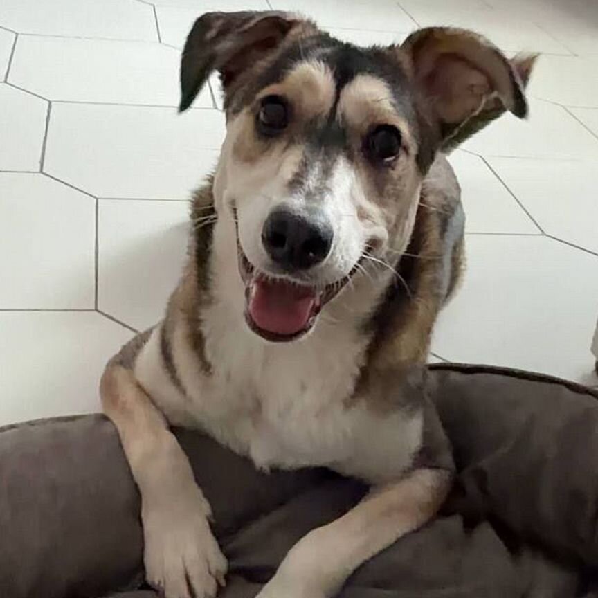 Взрослая собака в добрые руки