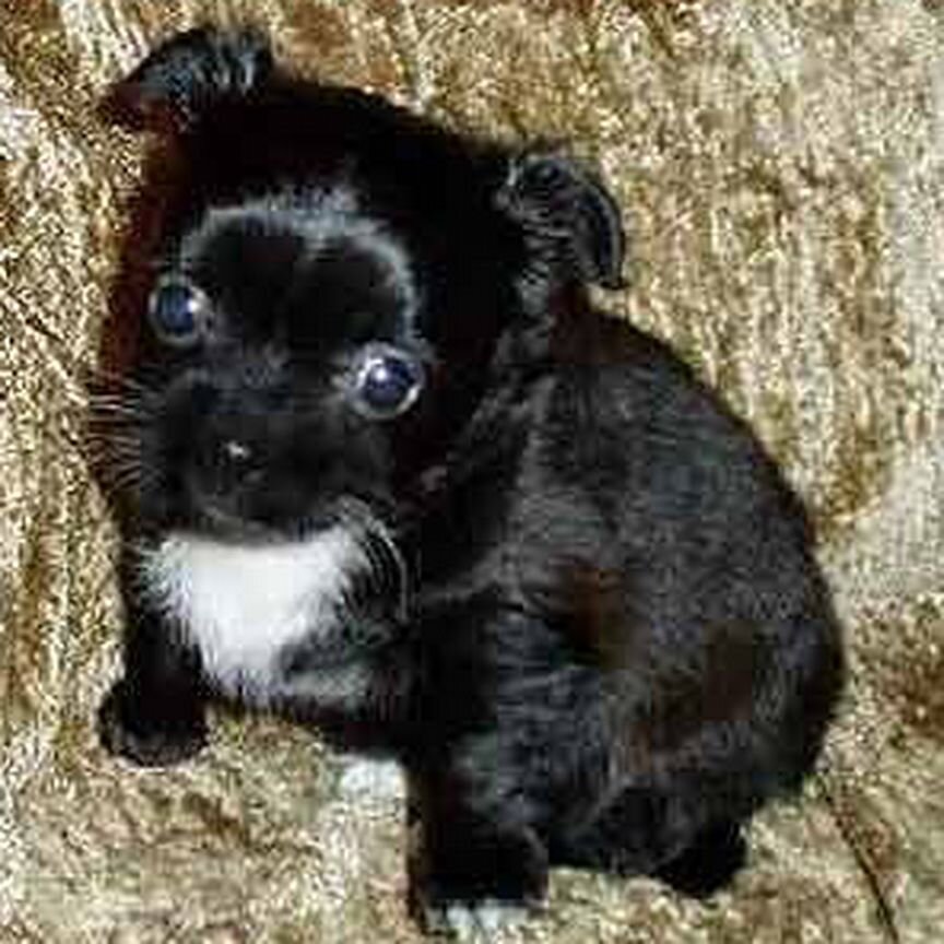 Померанский шпиц, щенок