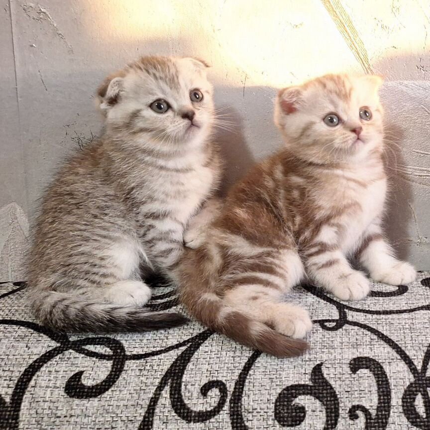 Шотландский вислоухий короткошёрстный котёнок