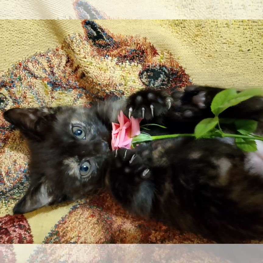 Отдам котёнка девочку в хорошие руки