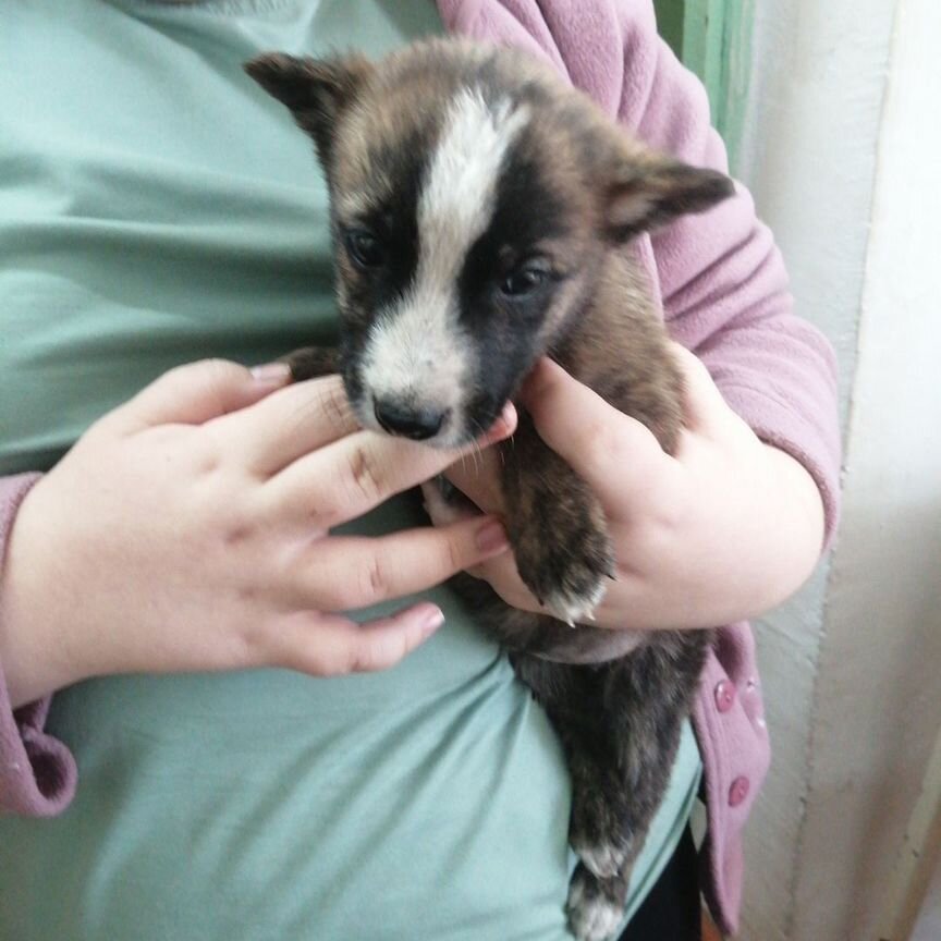 Щенок в добрые руки