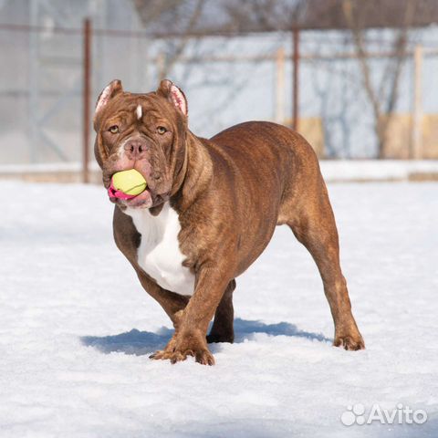 Мальчик шорти булл