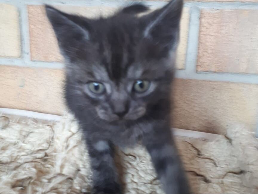 Котята, 1,5 мес