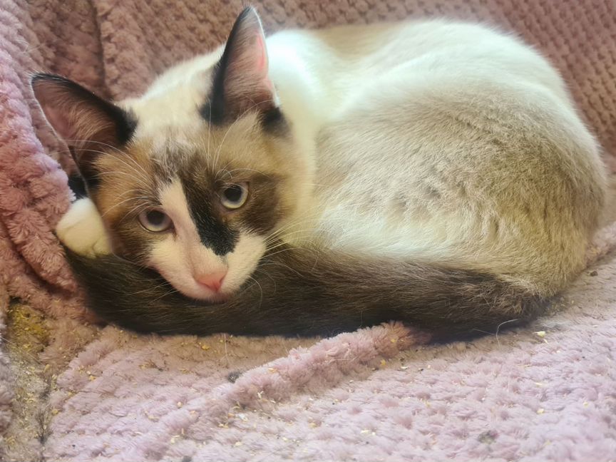 Котенок Енотик Нотя (метис, папа тайский), 6 мес