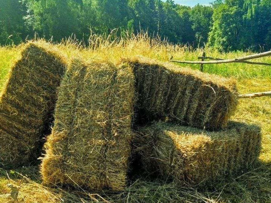 Сено в квадратных тюках