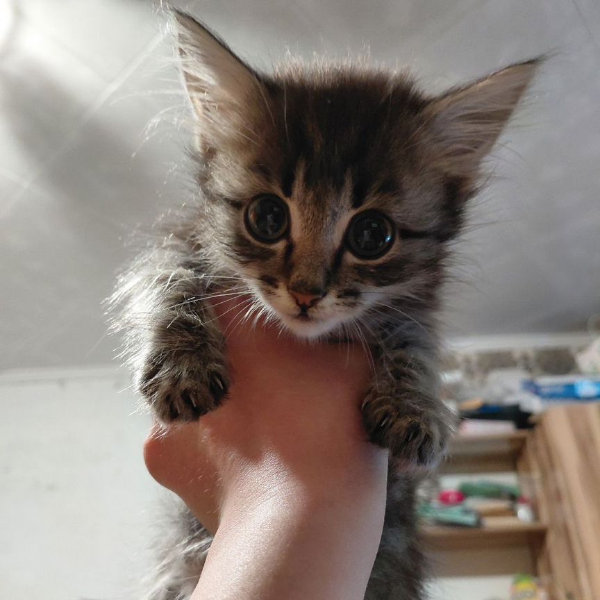 Котёнок в добрые руки