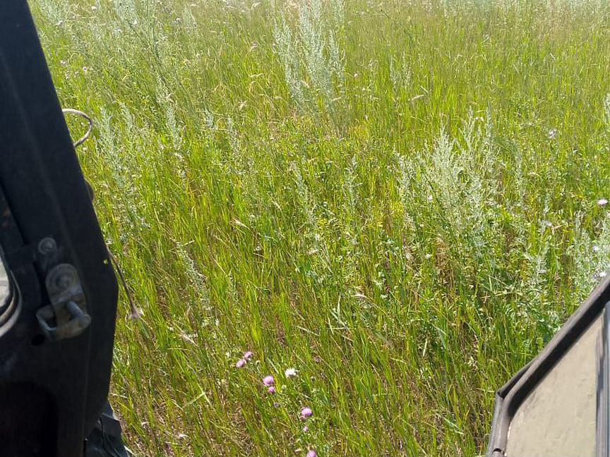 Сено в рулонах