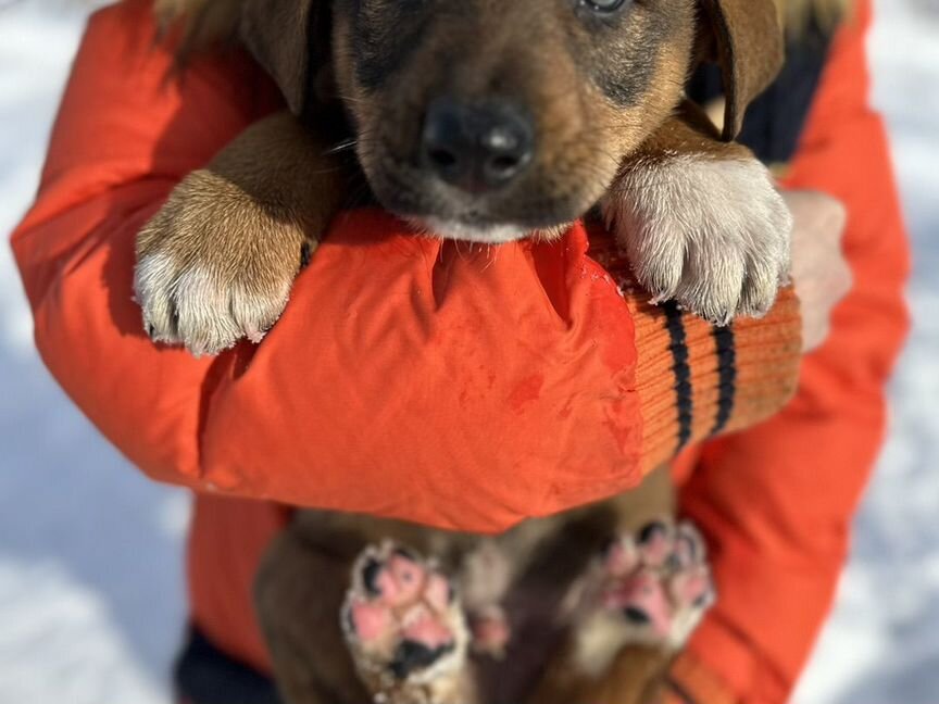 Щенок мальчик в добрые руки