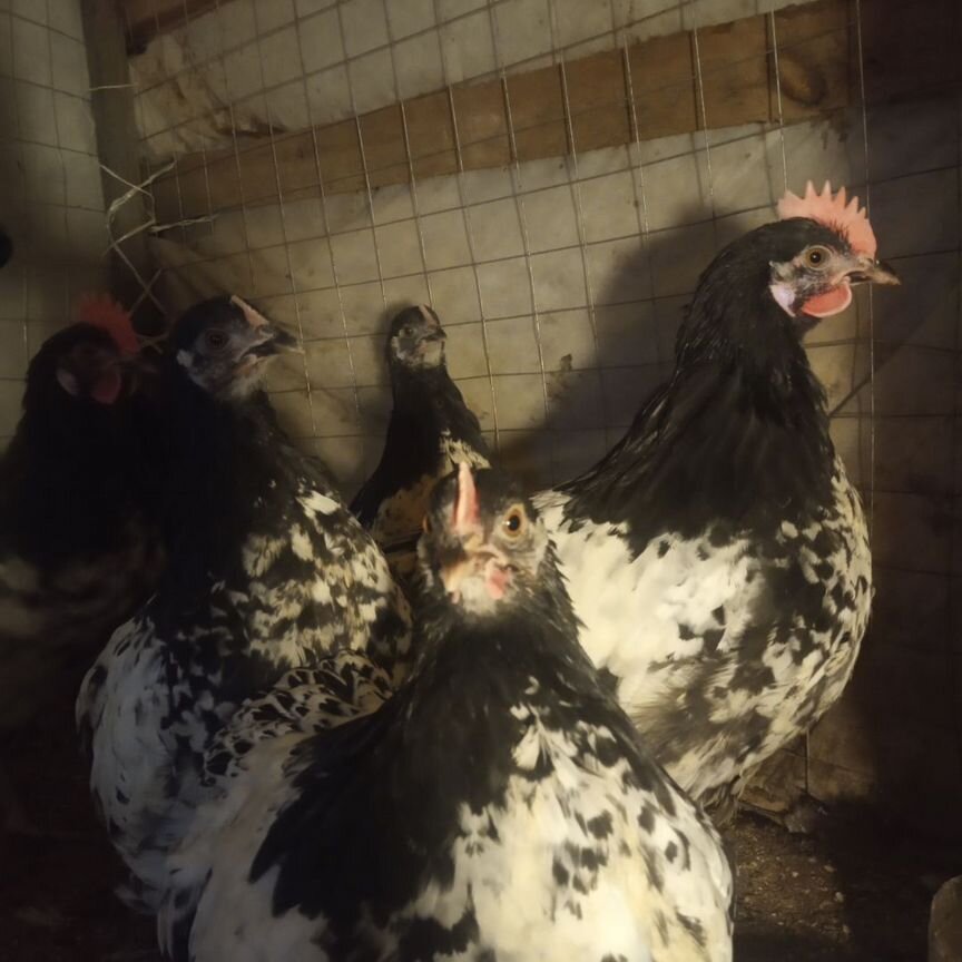 Куры петухи