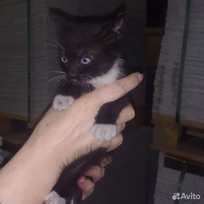 Котофей