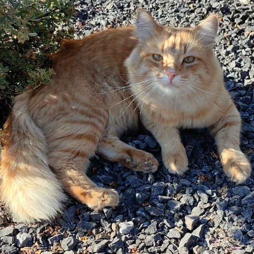 Кот рыжий мальчик